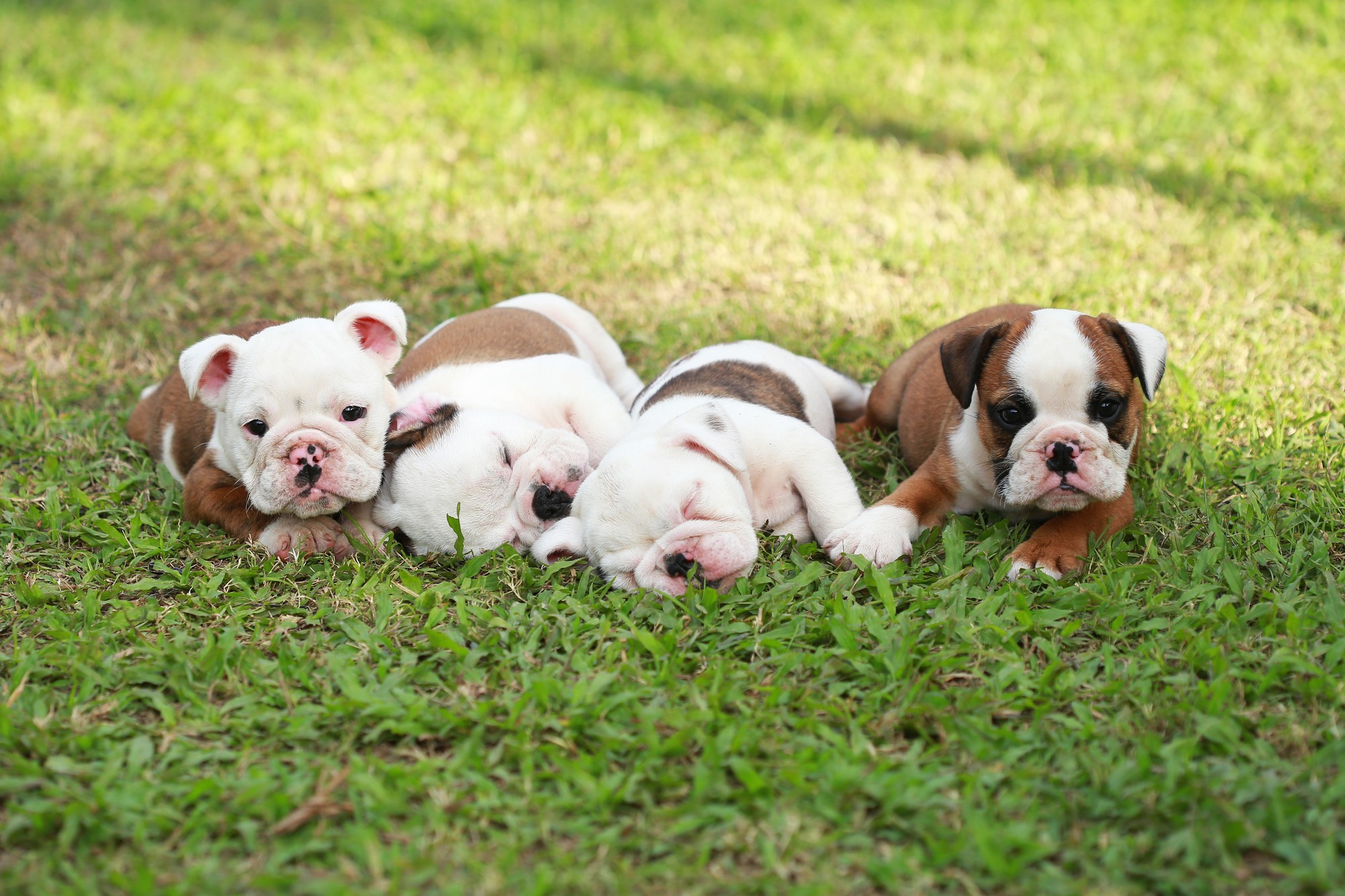Our Breeding Program - Crusheds Bulldogs